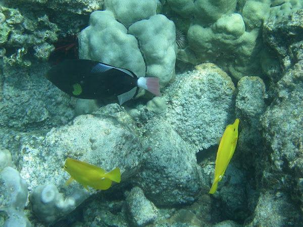 Pinktail Triggerfish (humumumu hi'u kole) | Project Noah