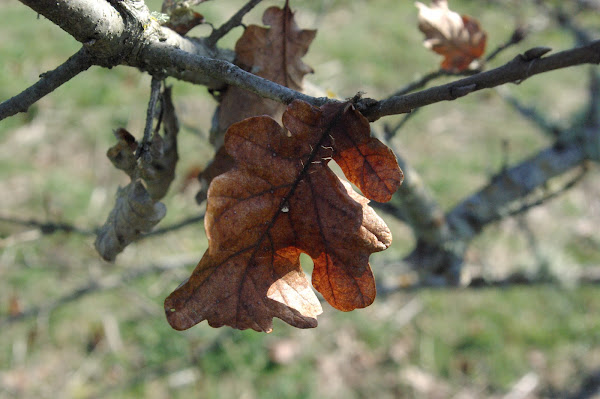 Oregon White Oak | Project Noah