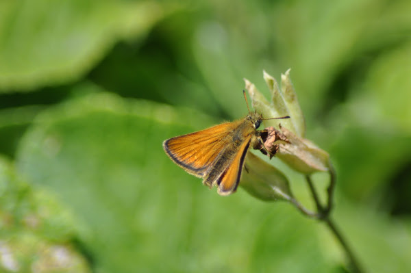 Skipper | Project Noah