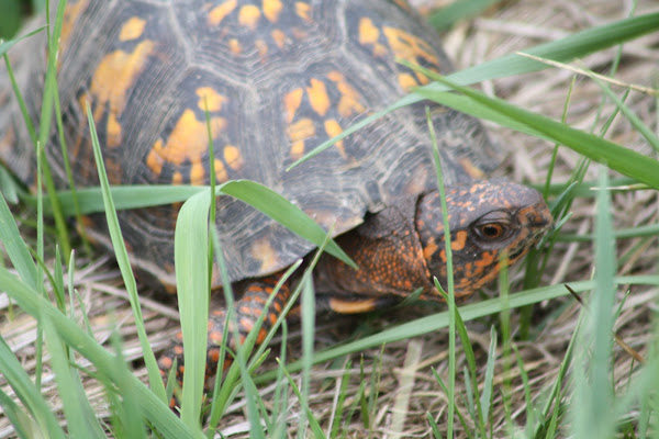 Eastern Box Turtle | Project Noah