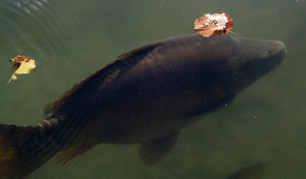 Common carp | Project Noah