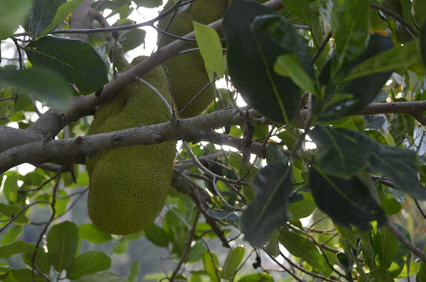 Breadfruit (yaca) | Project Noah