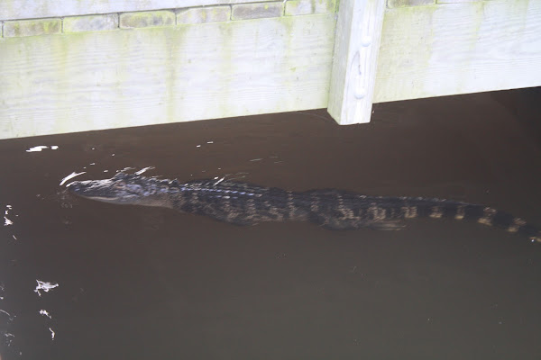 American Alligator | Project Noah