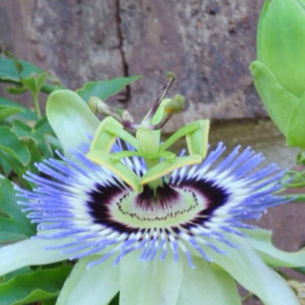 Passionflower | Project Noah