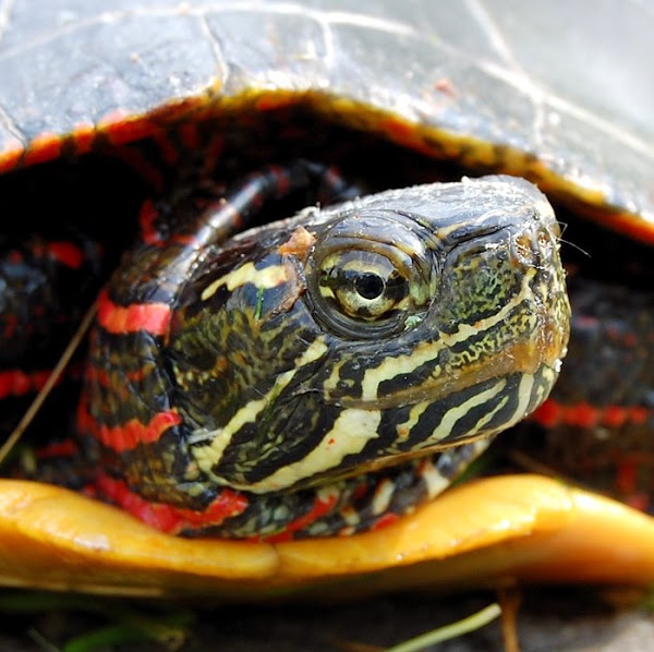 Eastern Painted Turtle | Project Noah