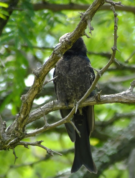 forktail drongo (juv) | Project Noah