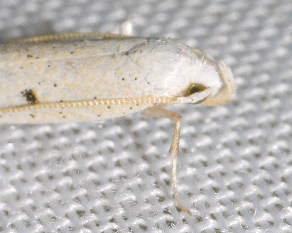 Micro-Lepidoptera | Project Noah