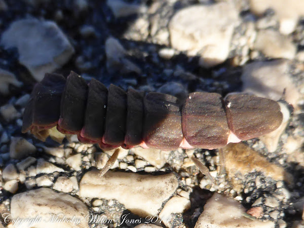 Firefly Beetle larva | Project Noah