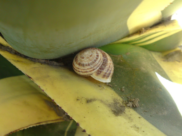 Snail Shell | Project Noah