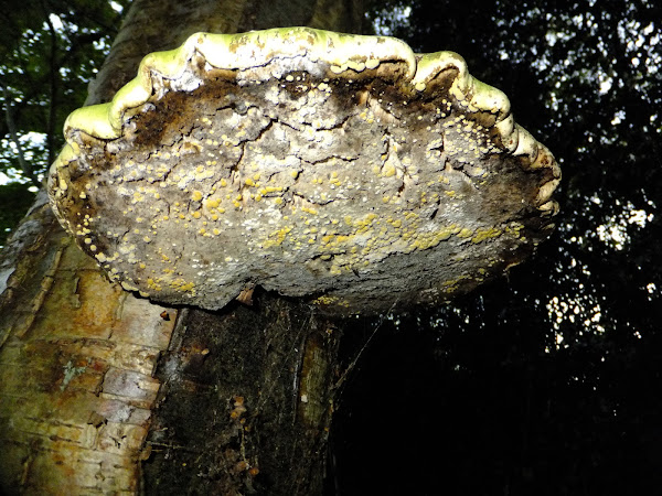 Birch polypore | Project Noah