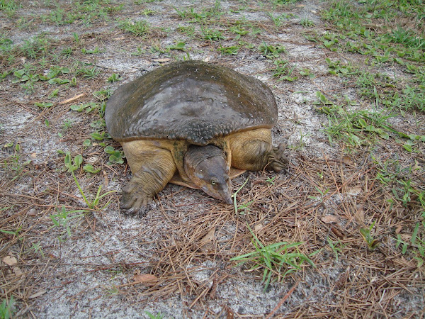 Florida Softshell Turtle | Project Noah