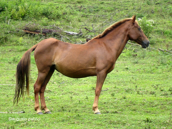 Caballo - Horse | Project Noah