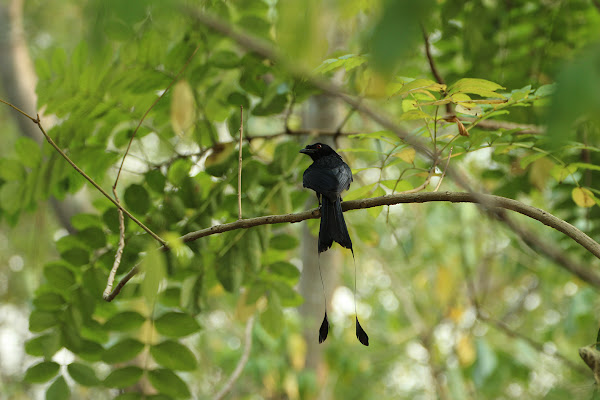 Greater Racket-tailed Drongo | Project Noah