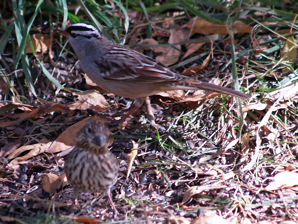 White-crowned Sparrow | Project Noah