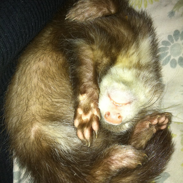 Ferret | Project Noah