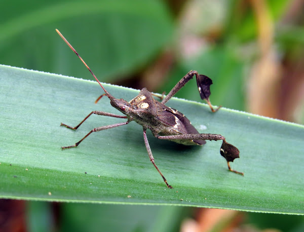 Leaf-Footed Bug | Project Noah