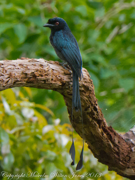 Racket-tailed Drongo | Project Noah
