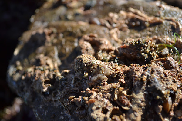 Polyclad Flatworm | Project Noah