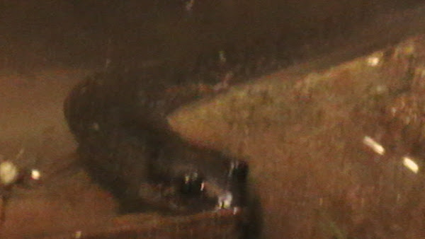 Dusky Salamander | Project Noah