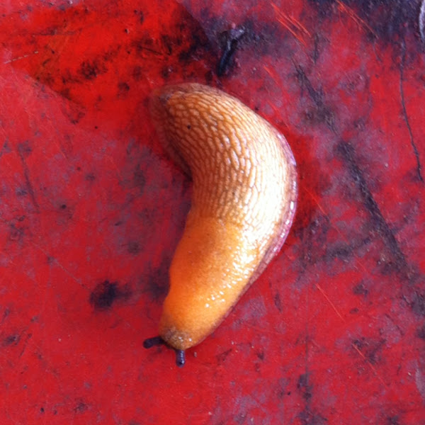 Slugs | Project Noah