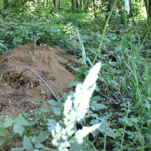 Northwest forest plants | Project Noah