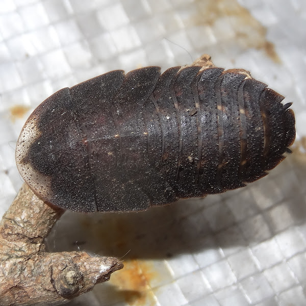 Trilobite roach | Project Noah