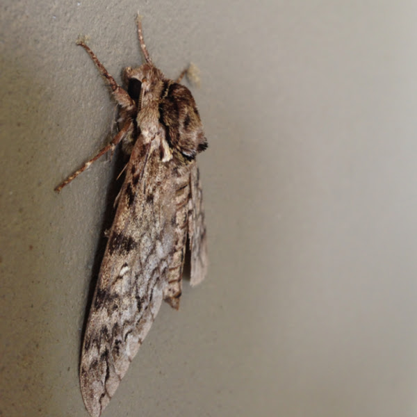 Waved Sphinx Moth | Project Noah