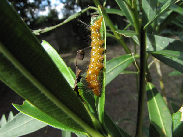 Spotted oleander moth larvae | Project Noah
