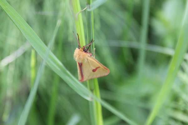 Clouded Buff | Project Noah