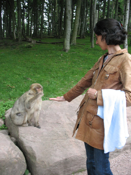 Monkey | Project Noah