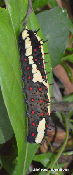 Common Mime caterpillar | Project Noah