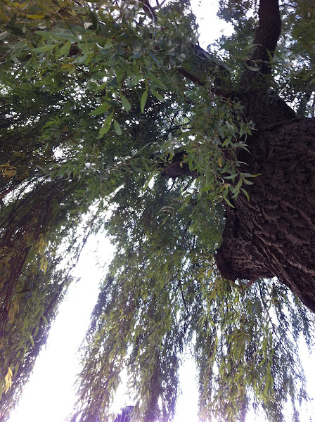 Weeping Willow Tree | Project Noah