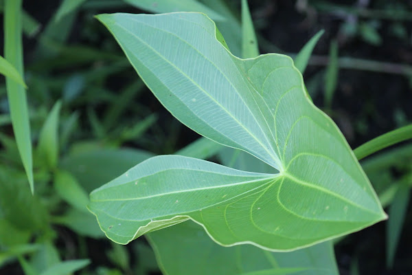 broadleaf arrowhead | Project Noah