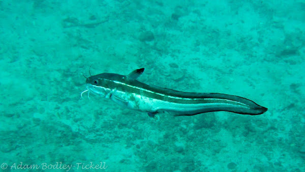 Striped catfish | Project Noah