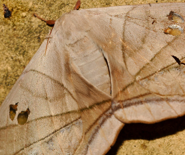 Dead-leaf Moth | Project Noah