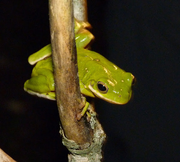 Green tree frog | Project Noah