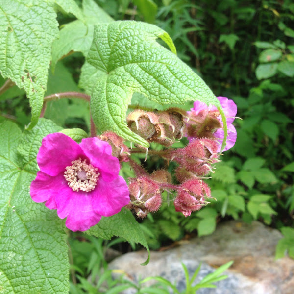 Purple raspberry | Project Noah