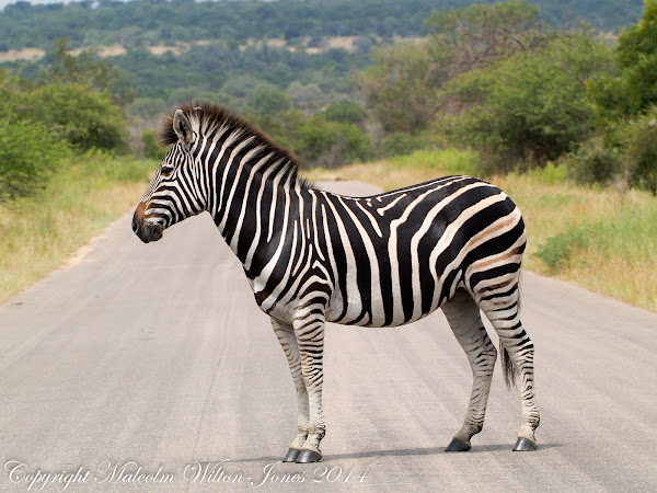 Burchell's Zebra | Project Noah