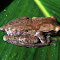 Drab Treefrog | Project Noah