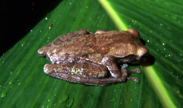 Drab Treefrog | Project Noah