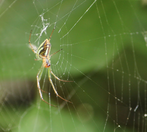 Orb weaver | Project Noah