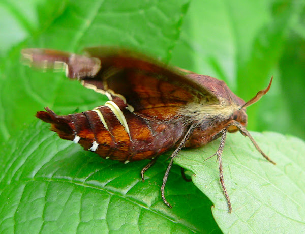 Nessus Sphinx Moth | Project Noah