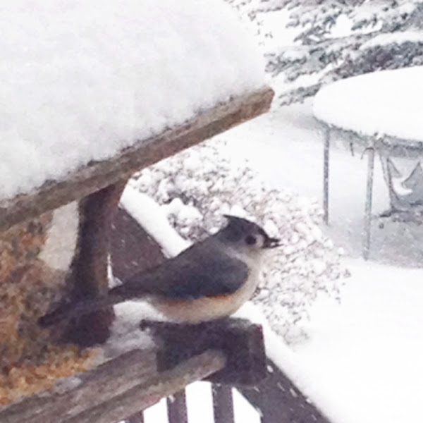 Tufted Titmouse | Project Noah