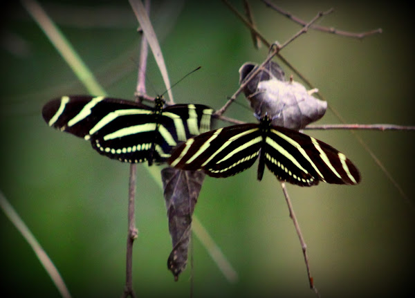 Zebra Longwing | Project Noah