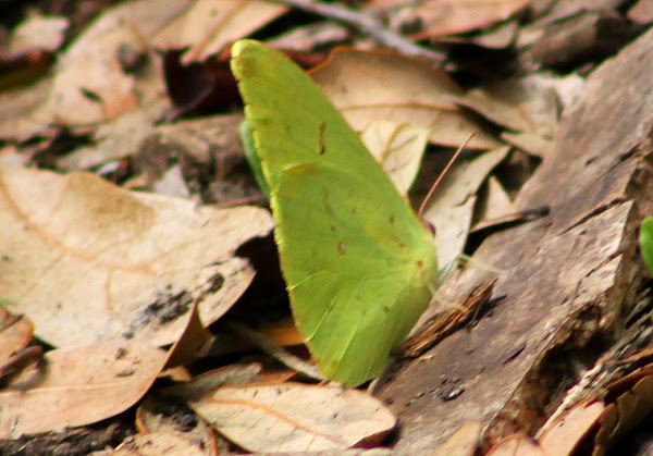 Cloudless Sulphur | Project Noah