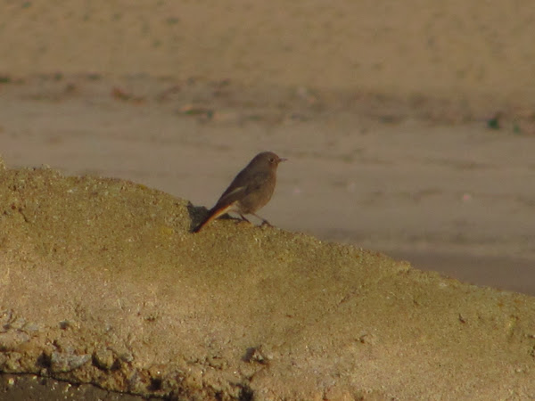 Black Redstart | Project Noah