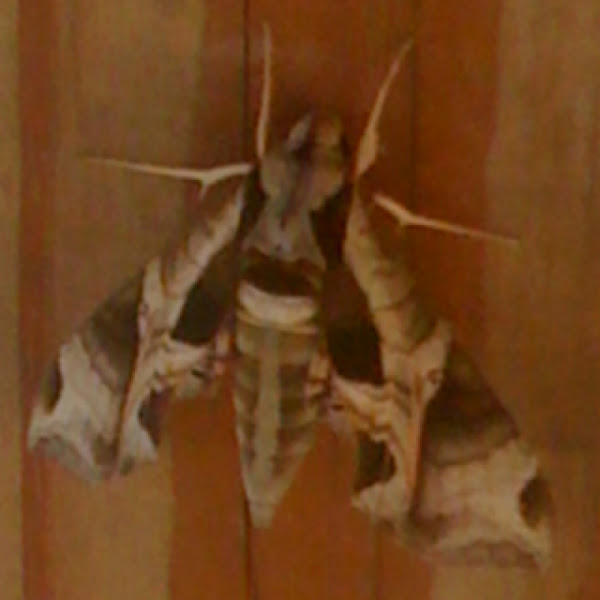 Pandora Sphinx | Project Noah