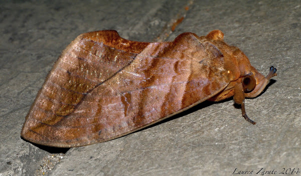 Giant Underwing Moth | Project Noah