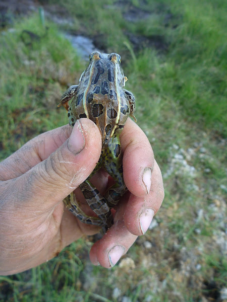 Northern Leopard Frog | Project Noah