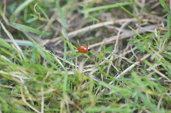 Coccinelle à deux points (Two-spotted ladybug) | Project Noah